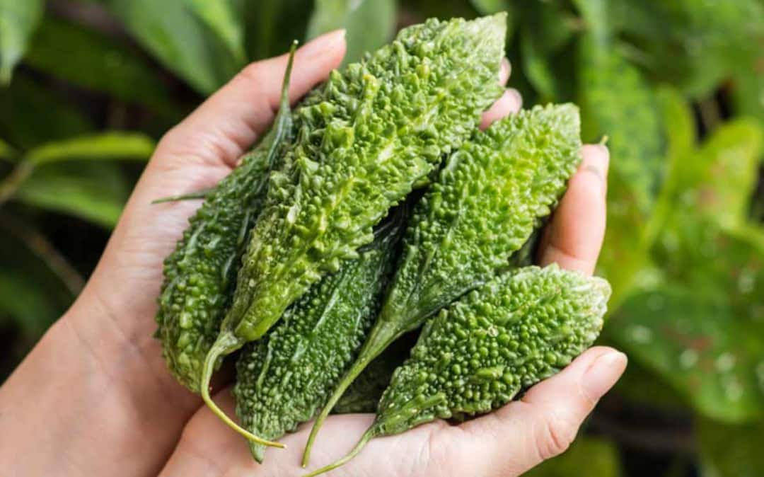 Successful experiment of karela farming young farmers are getting ...