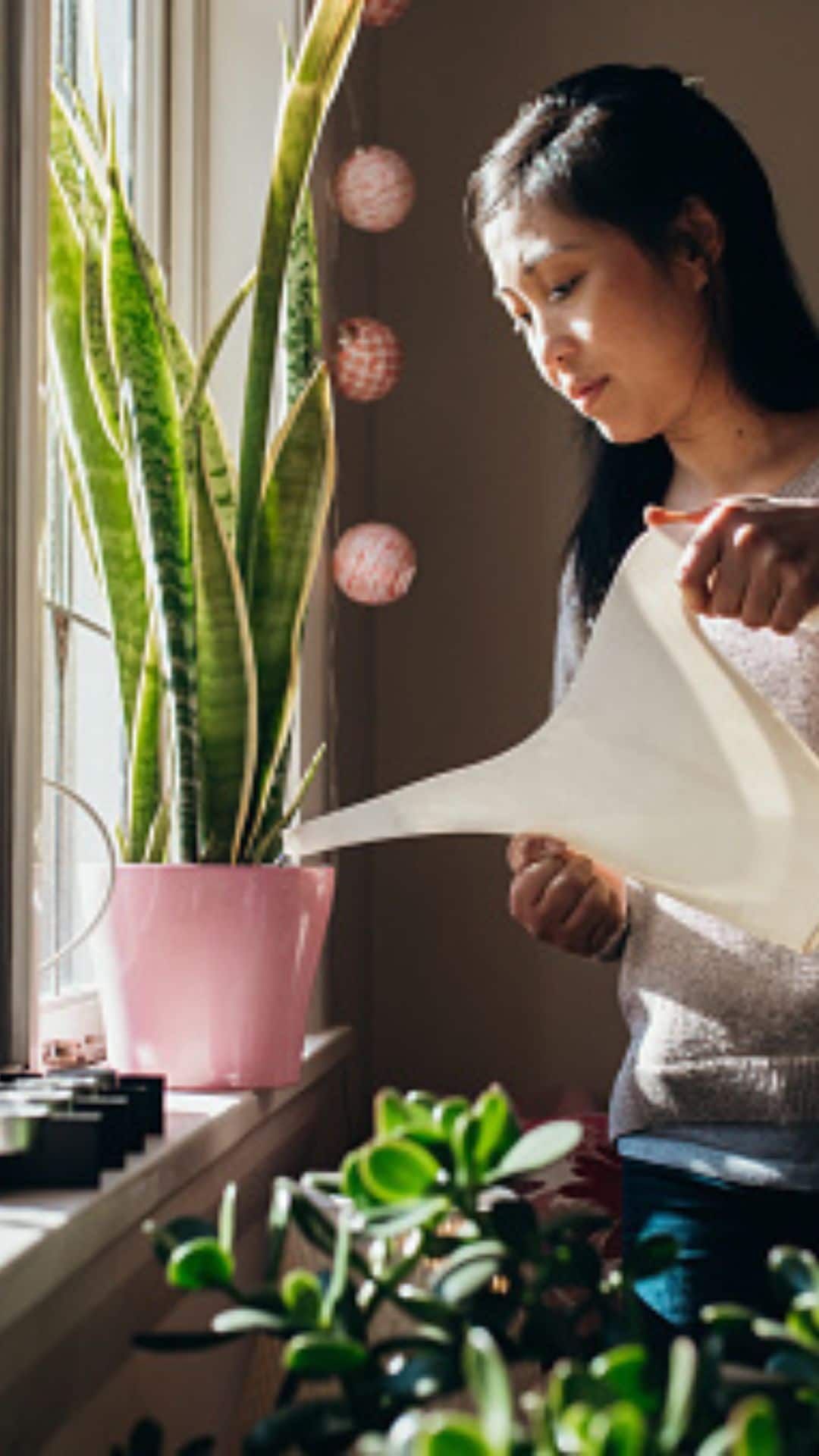 9 Plants To Keep On The Window Sill This Summer