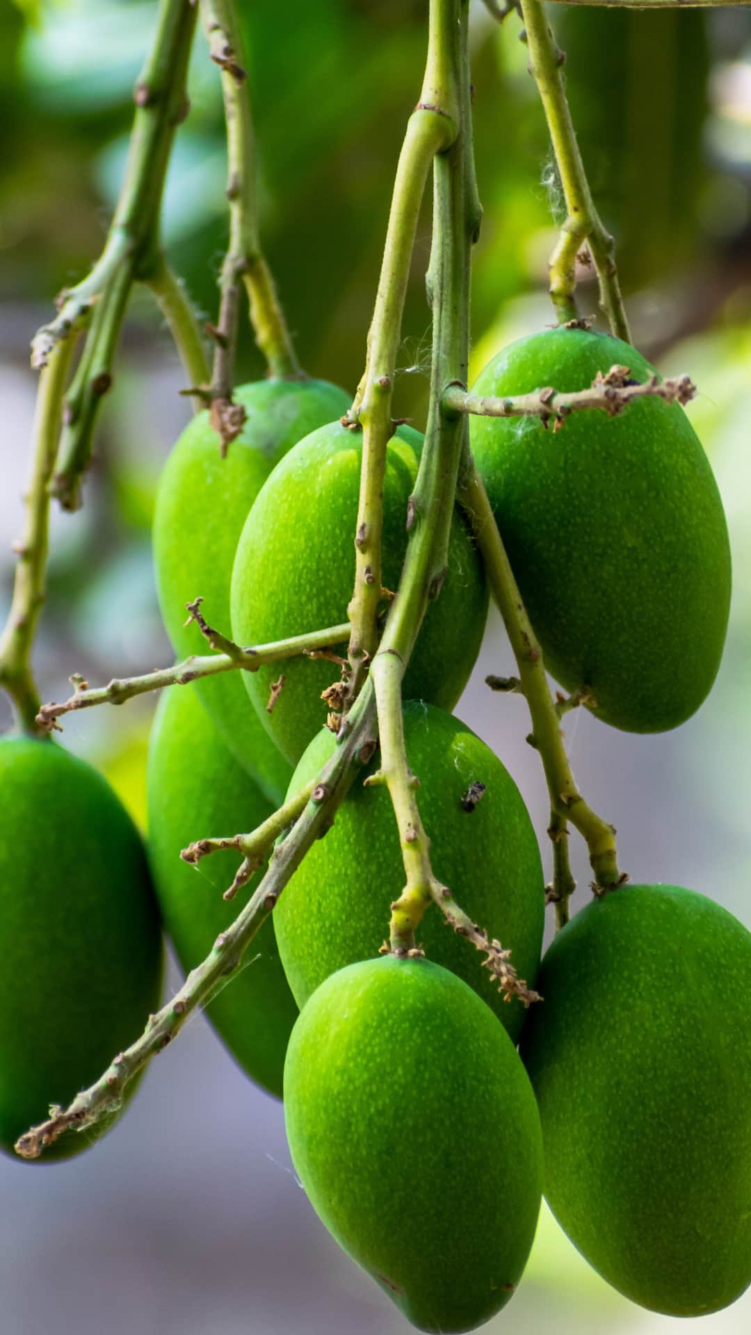 Raw Mangoes: A Nutrient-Rich Snack For Optimal Health