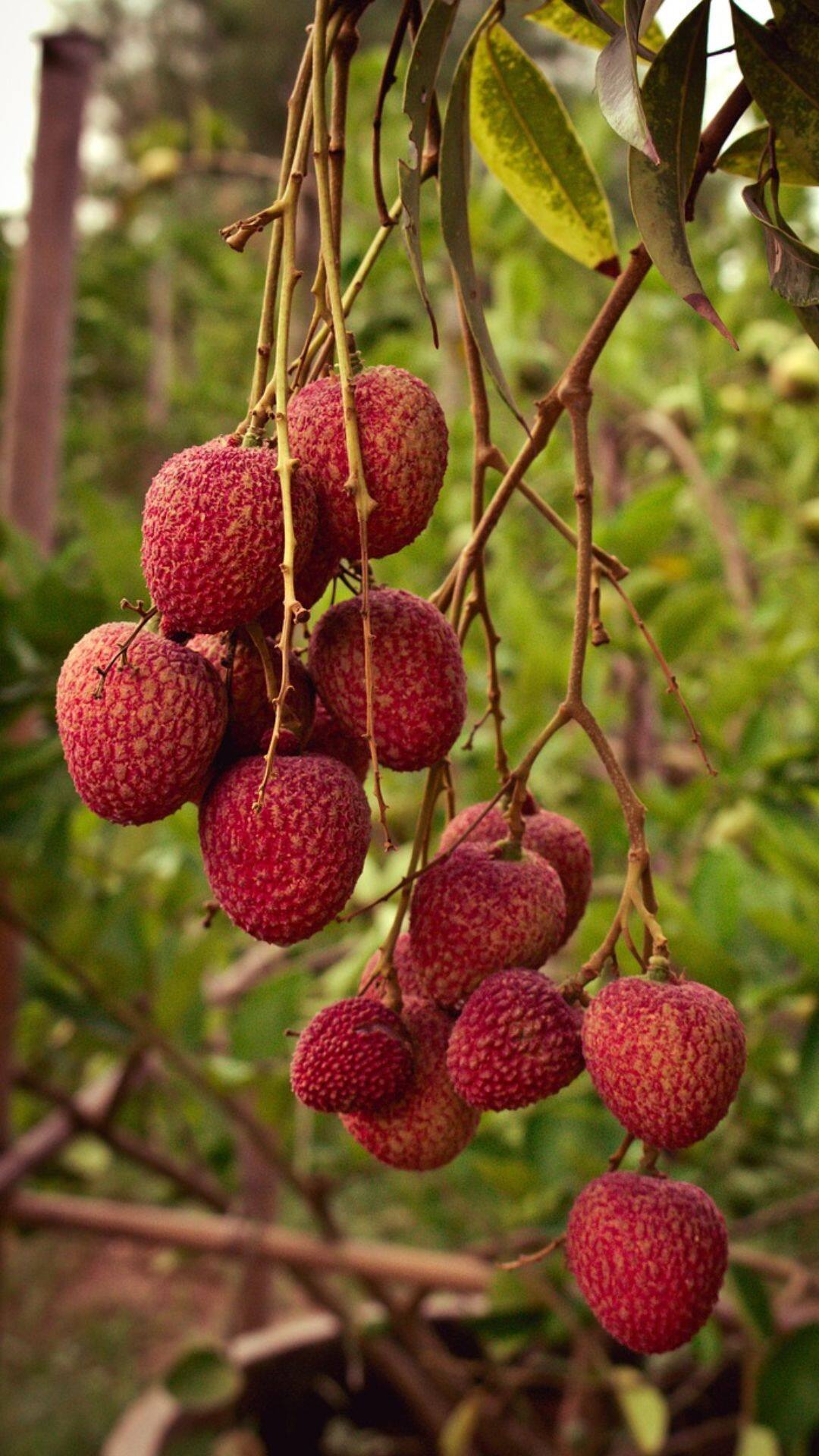 லிச்சிபழம் சாப்பிடுவது ரொம்ப நல்லது..நன்மைகளை தெரிஞ்சுக்கோங்க..!