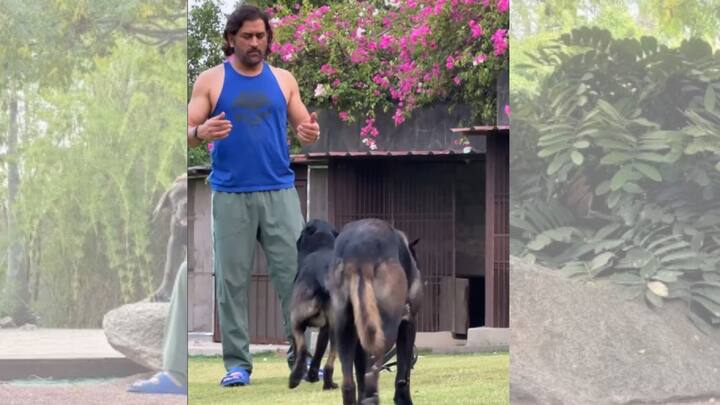 MS Dhoni seen playing with pet dogs at firm house at Ranchi during T20 ...
