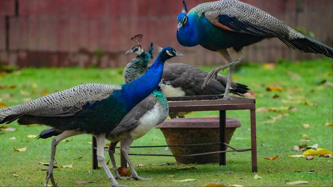 Twenty eight peacocks Death at Air Force base in Delhi forest ...