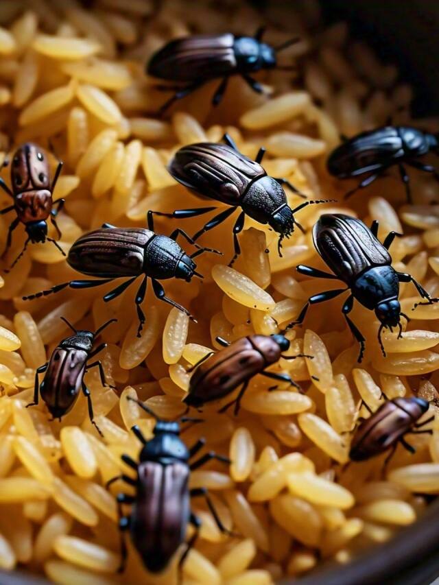 इस चीज से चावल में कभी नहीं लगेंगे घुन