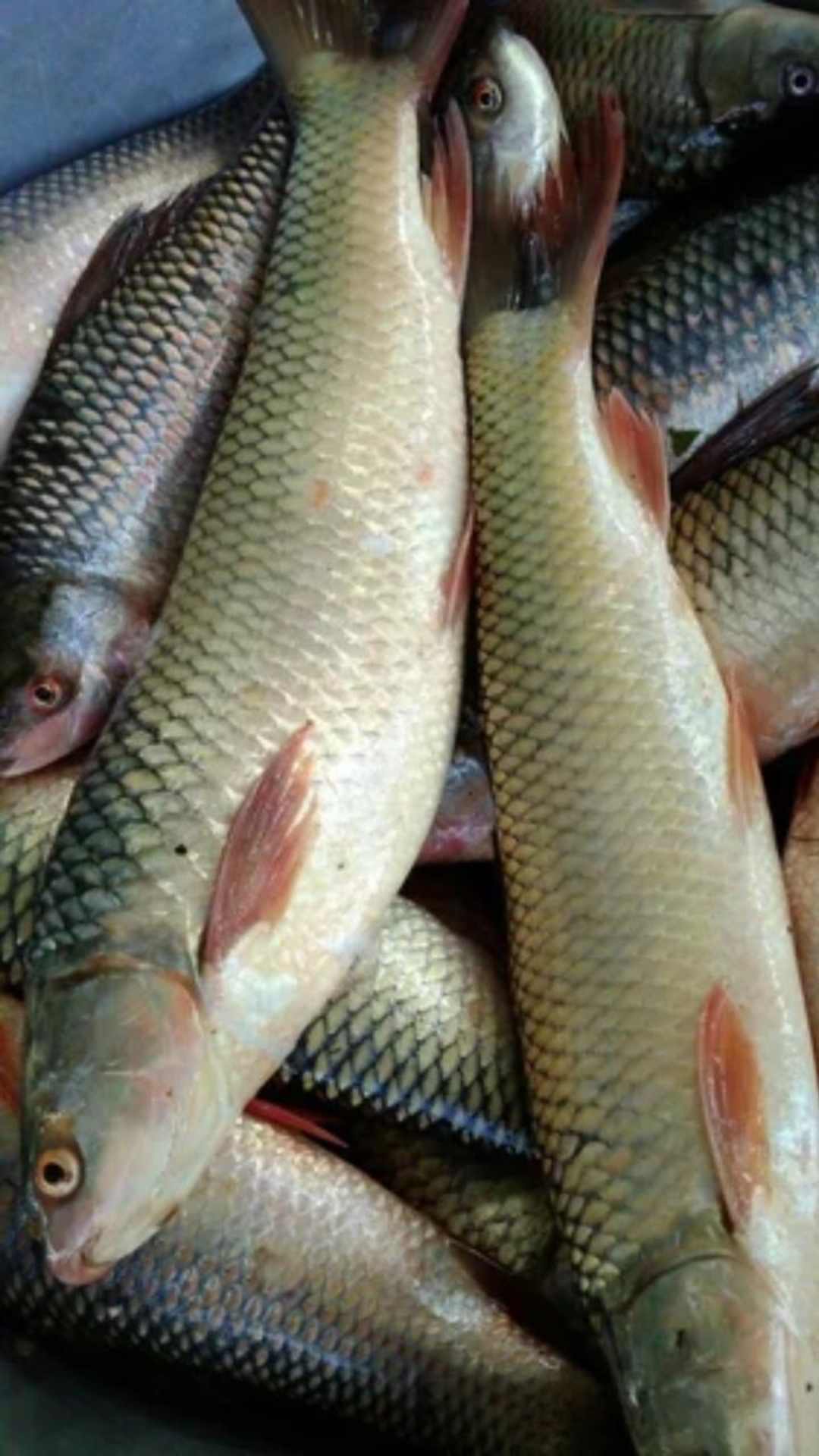 చేపలు తింటే గుండె జబ్బులు తగ్గుతాయా?