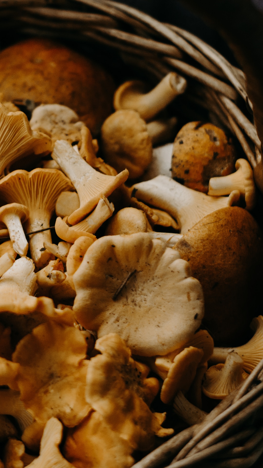 Explore The Different Types Of Edible Mushrooms