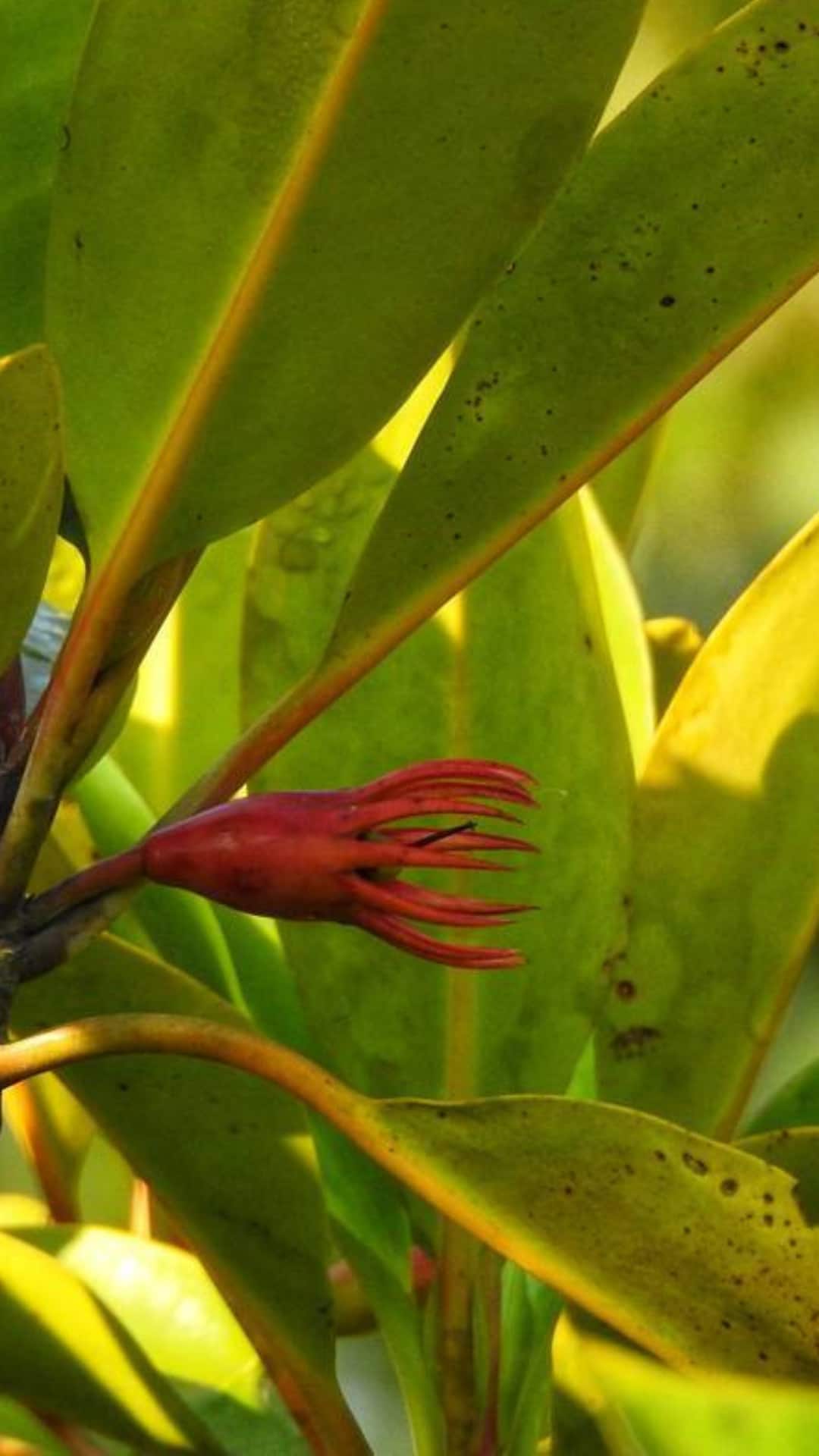Sundari Tree Flower