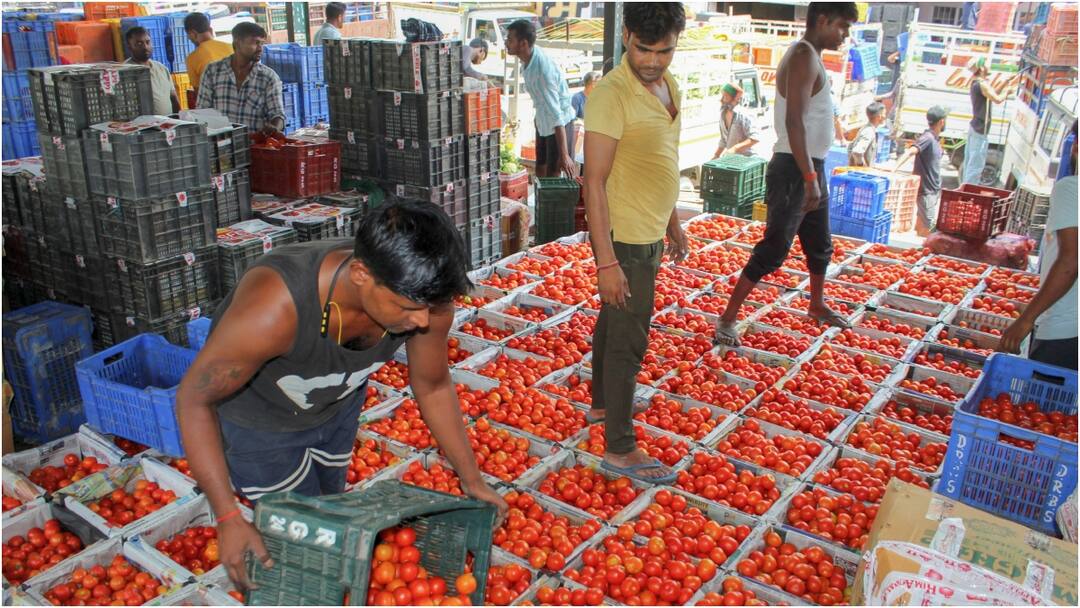 Tomatoes To Be Sold At Rs 50 Per Kg In Delhi-NCR, Mumbai From Today: Check How And Where To Buy