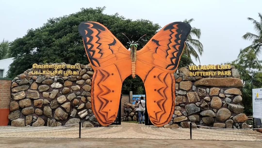 Coimbatore Butterfly Park open at Vellalore Pond in kovai - TNN ...