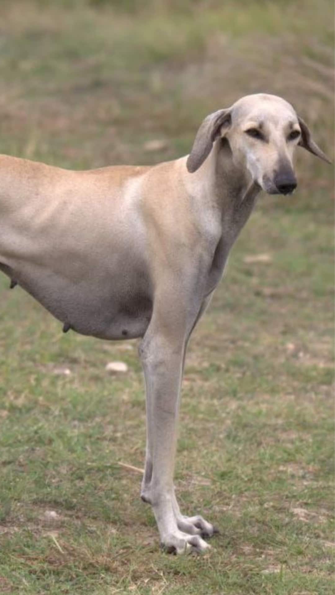 Indian Hunting Dogs 𝕊𝕥𝕣𝕠𝕟𝕘,