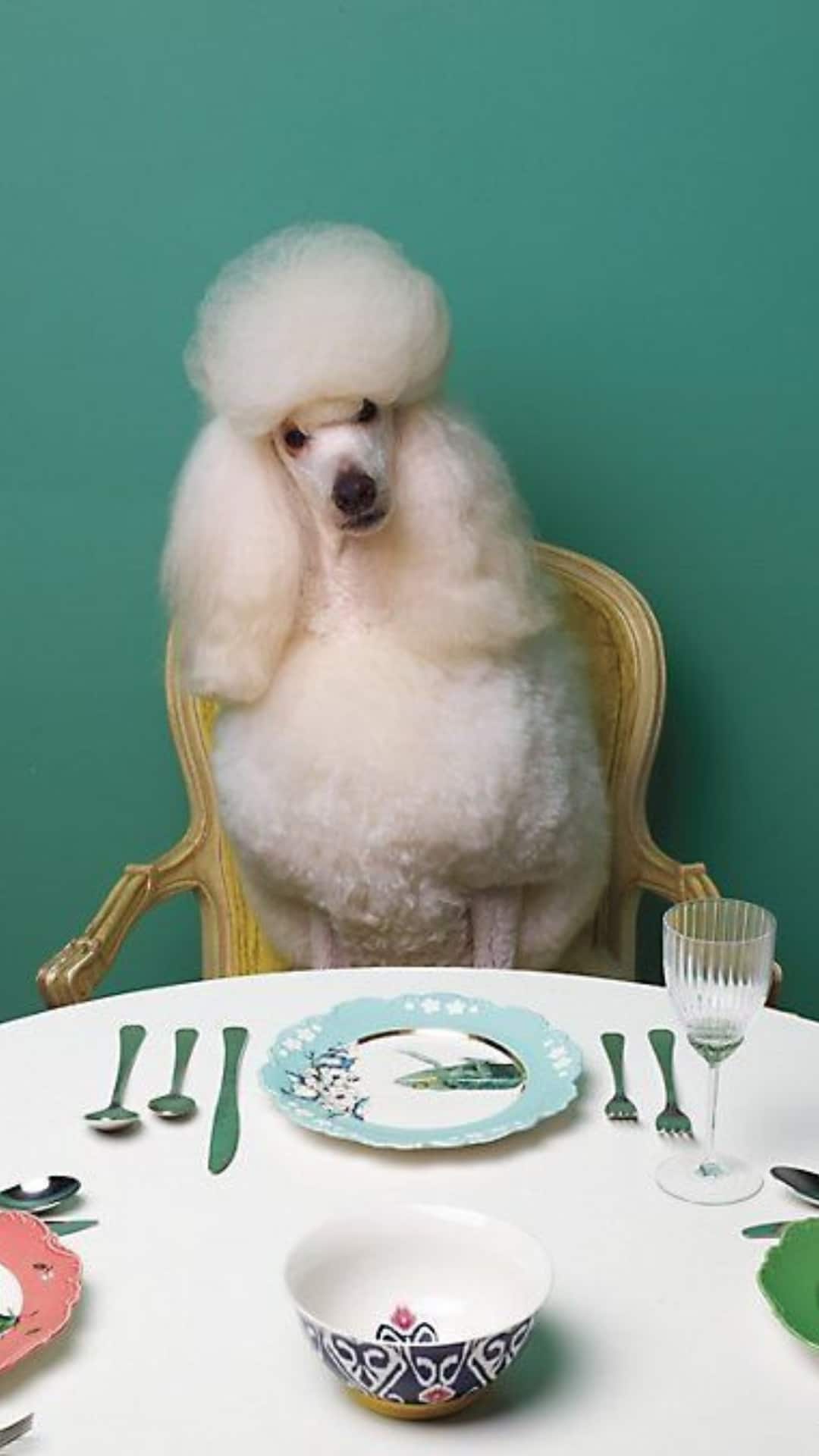 10 Best Pet Cafes In India