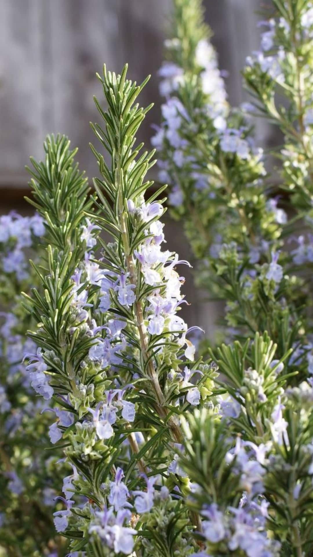 10 Surprising Health Benefits Of Rosemary