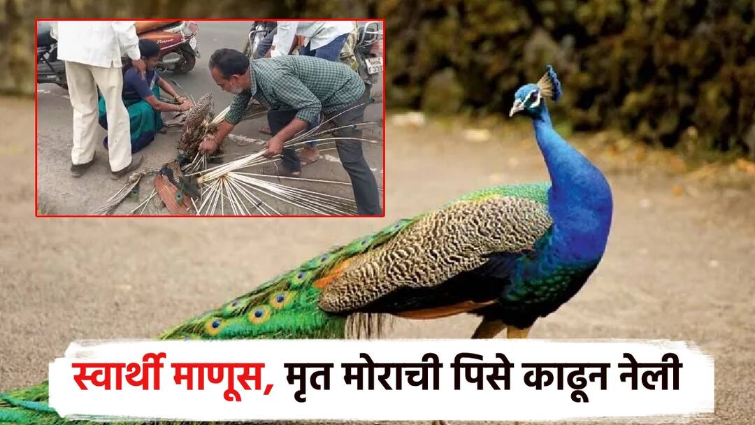 Man plucked the dead peacock feathers from the road and took them home ...