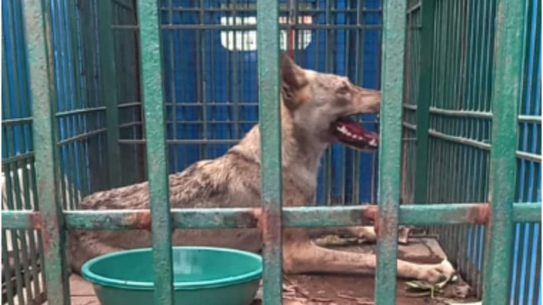 Wolves killed half dozen innocent children in Bahraich Forest ...