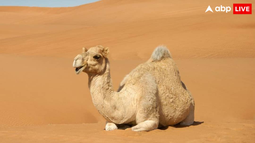 After death a camel becomes a silent bomb going near it can cause your ...