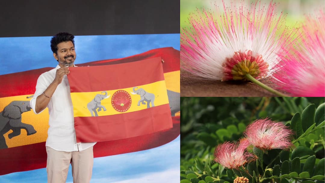 Medicinal Benefits of Vaagai Flower in Tamil | Vaagai Flower : தவெக ...