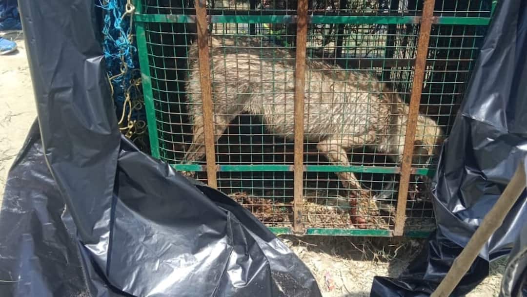 Bahraich Forest department team another wolf caught search 2 others ...