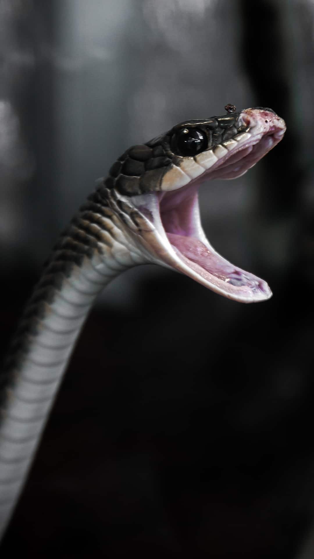 9 Most Dangerous Reptiles What You Need To Know