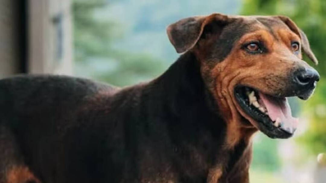 bihar mad dog bite and injured many people in Madhubani ann | Bihar News: बाघ, शेर या चीते से ...