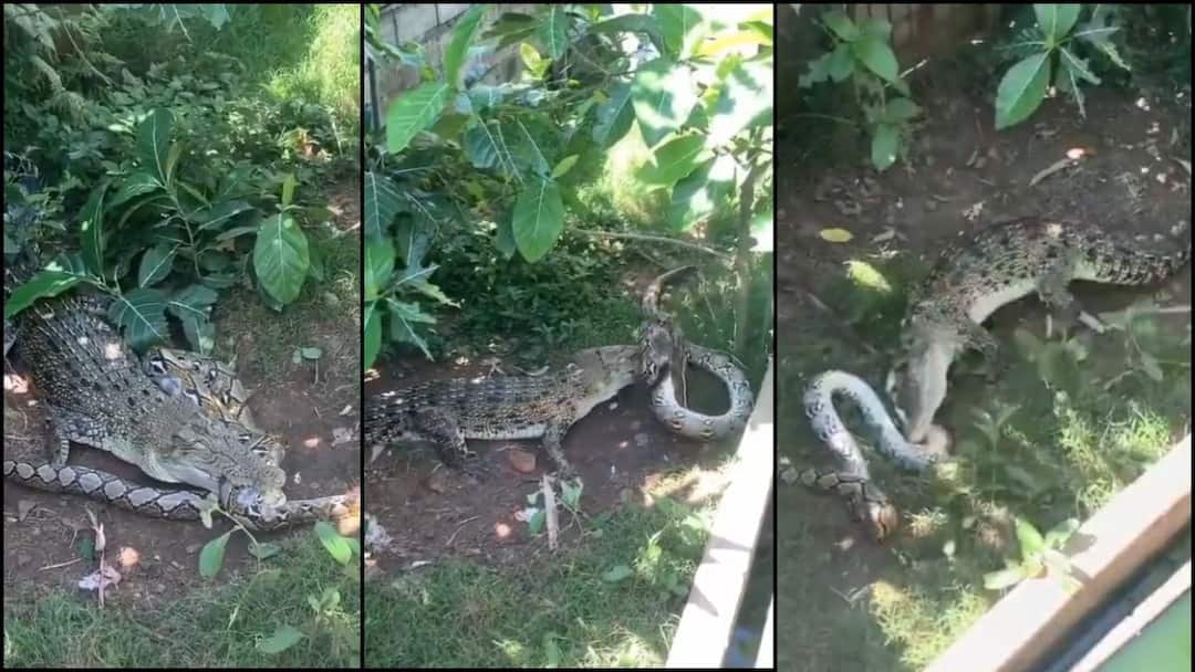 crocodile and python fight in a house backyard video viral on social ...