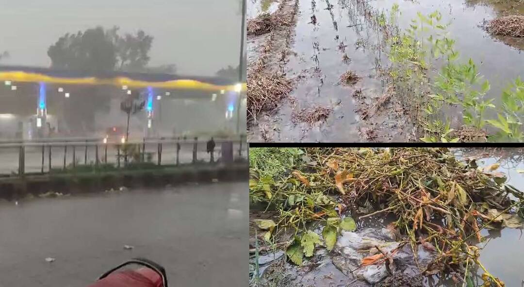 Maharashtra Rain Update heavy rain in vidarbha marathwada heavy Damage to soybeans, cotton imd ...