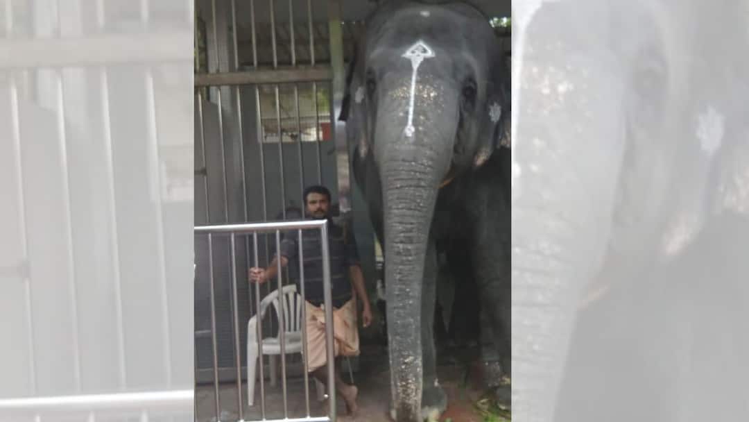 Tamil Nadu: Tiruchendur Temple Elephant 'Deivanai' Tramples Mahout, His ...
