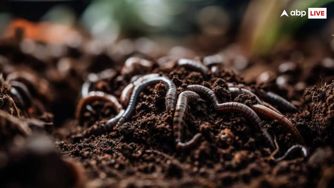 how does an earthworm remain alive even after being bitten Know the ...