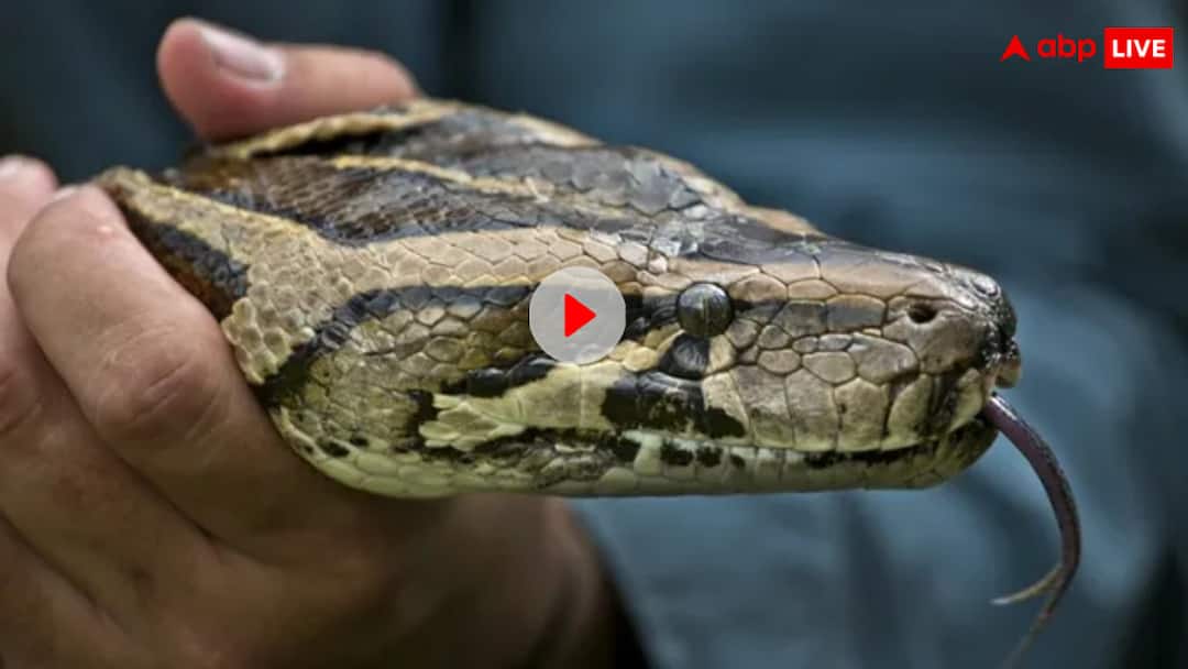 Huge python In Malaysia fell from the ceiling of the house on the sofa ...