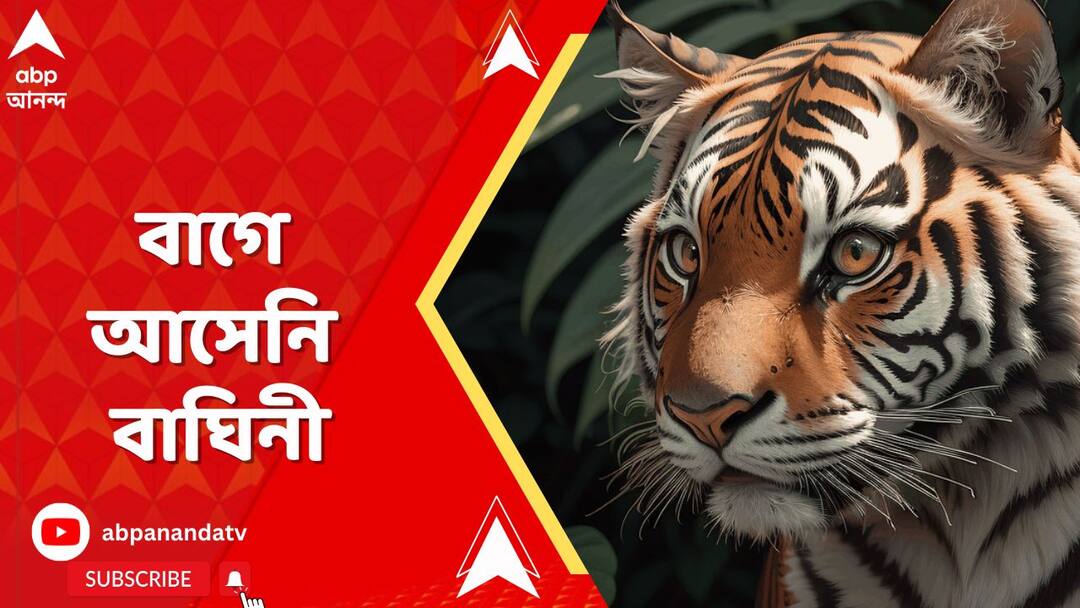 Tiger Fear in Bankura Watch Video | Tiger Fear: এখনও বাগে আসেনি বাঘিনী ...