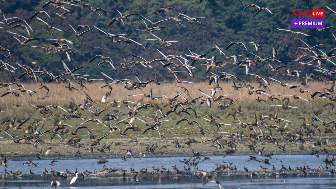 Bird Poop Could Help Predict The Next Flu Pandemic, Scientists Say ...