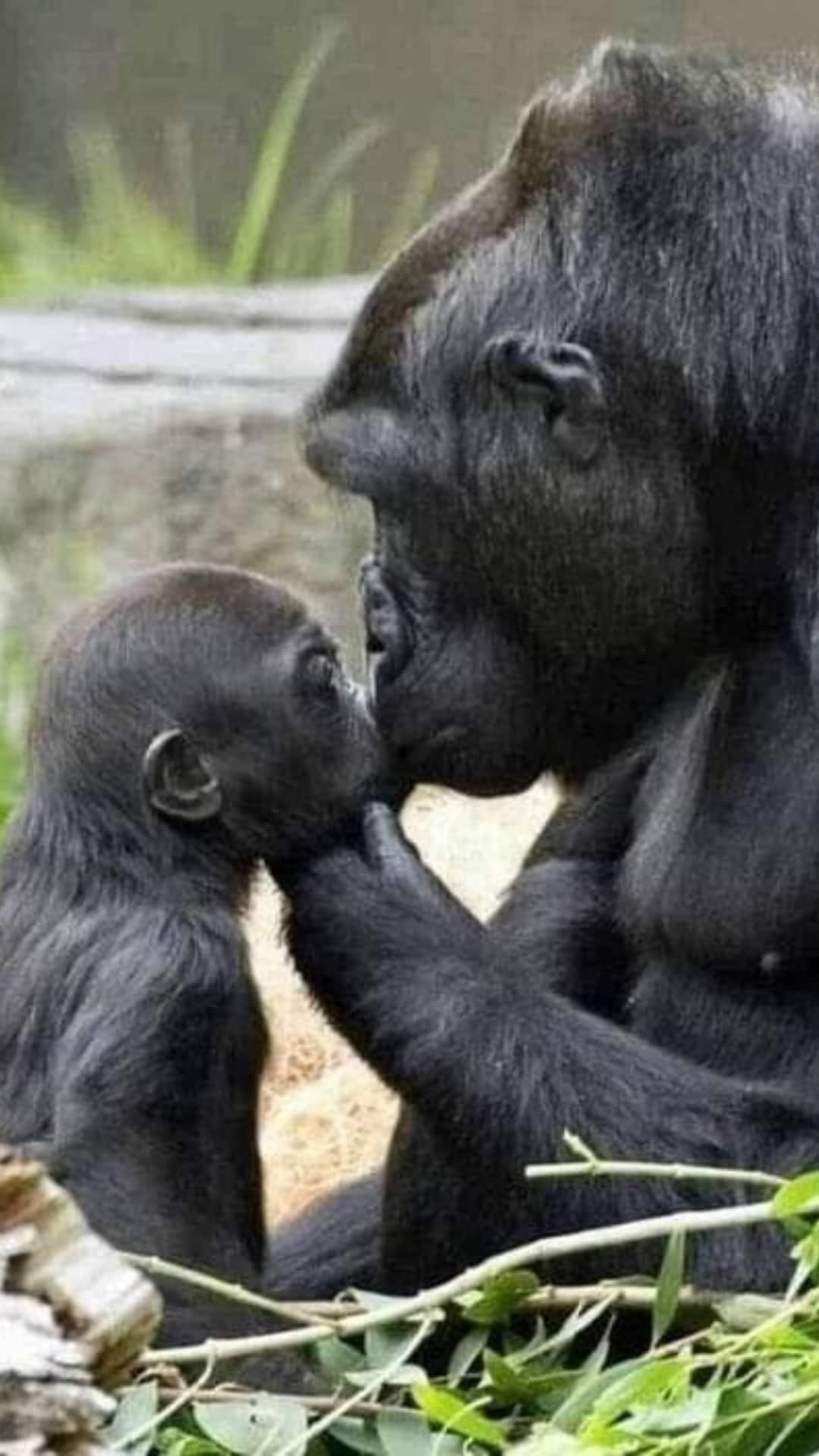 10 Amazing Animal Dads Who Go Above And Beyond For Their Kids