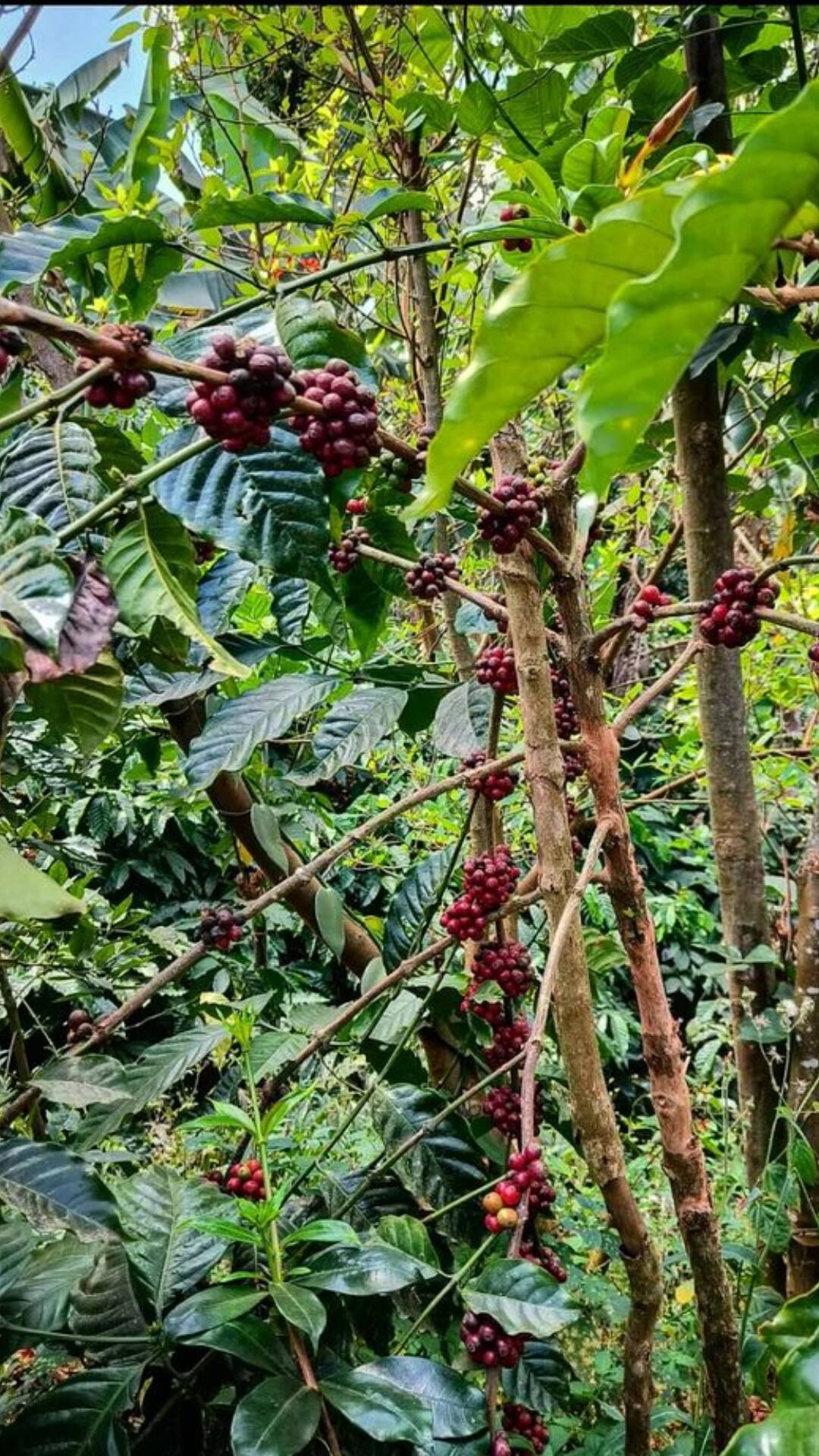 9 Reasons Why Karnataka’s Coffee Culture Is A Must-Experience