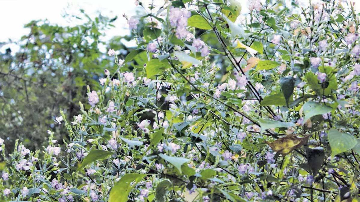 Rare blue kurinji blooms in Kodaikanal..! Tourists are excited ...