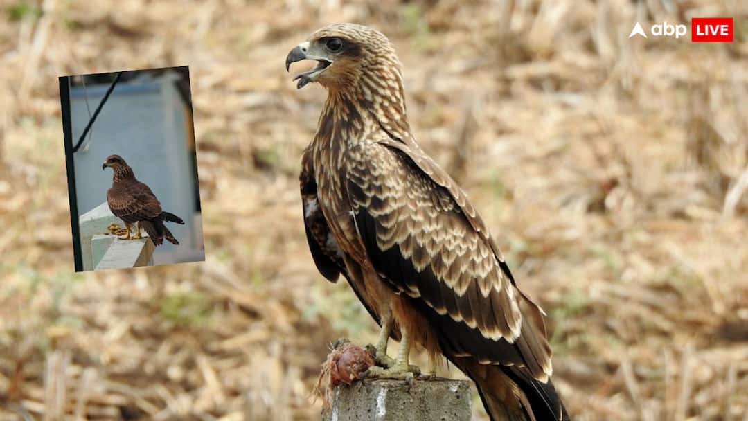 This bird is called Firehawk Raptor know the story behind its name | इस ...