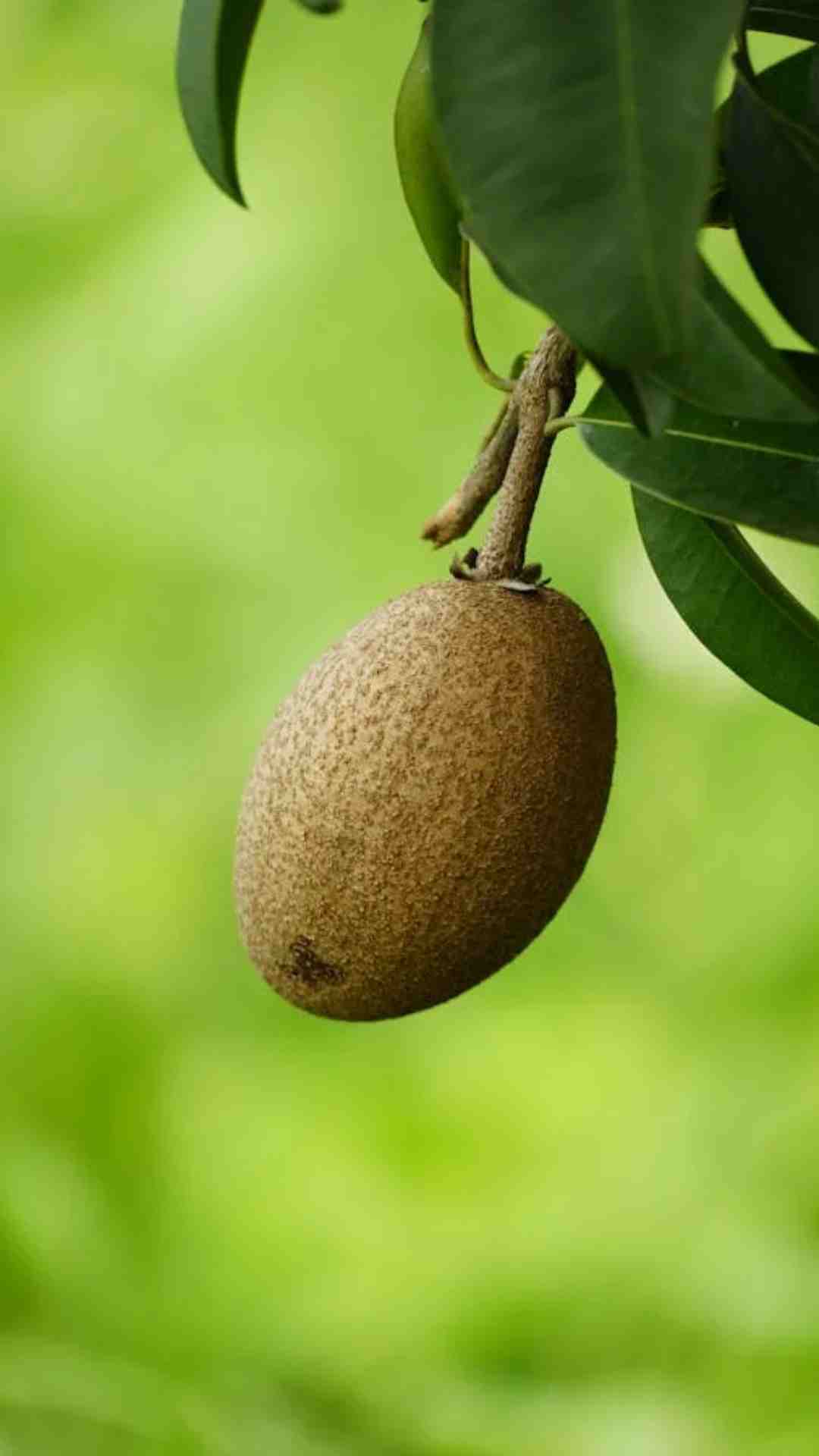 चीकू खाने के ये है फायदे