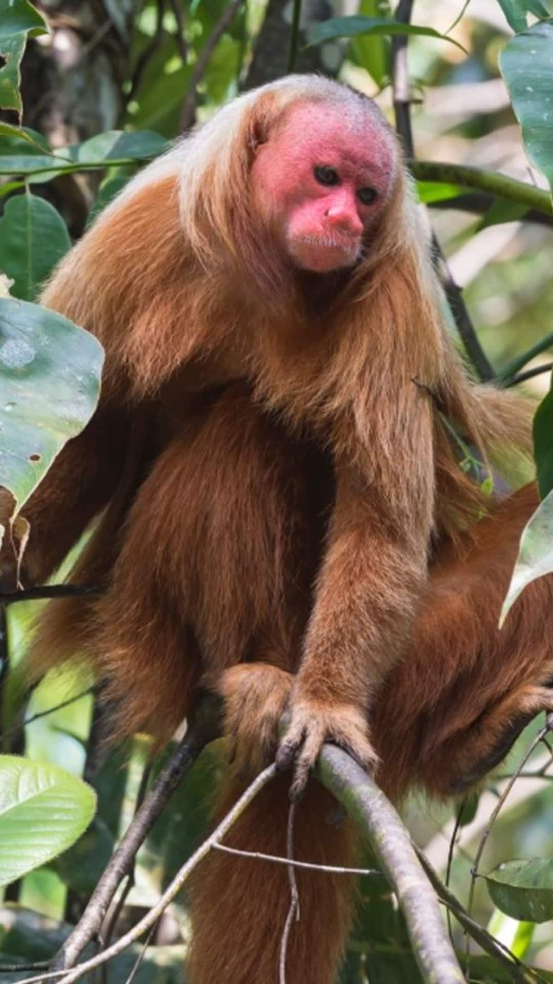 Top 10 Strangest Animals In The World You Won’t Believe Exist