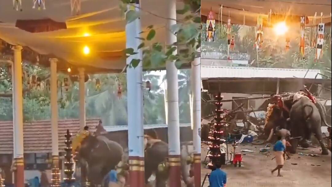 കേരള ന്യൂസ്: Kerala temple elephant attack 3 Killed, 36 Injured As ...