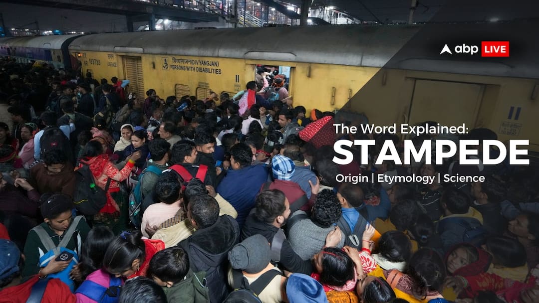 Stampede Explained: The Word, Its Origins, Etymology, And The Science ...