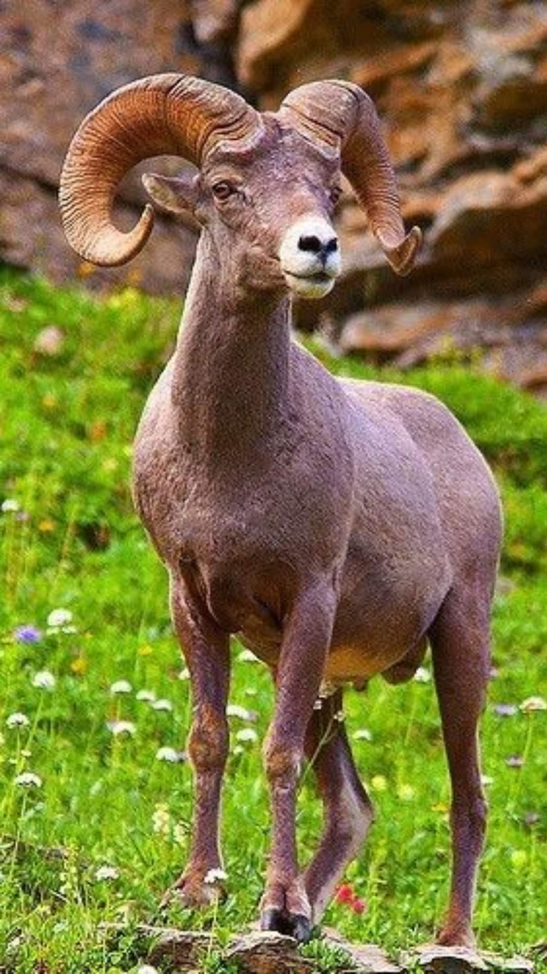 Discover Animals That Start With The Letter ‘U’