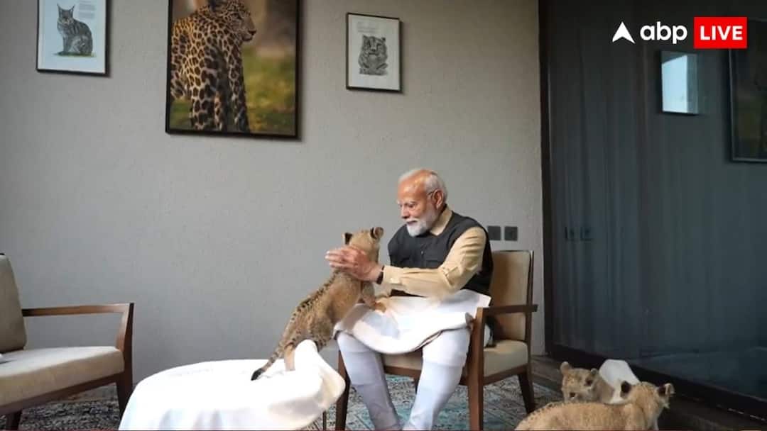 pm narendra modi played with lion cubs video inaugurated wildlife ...