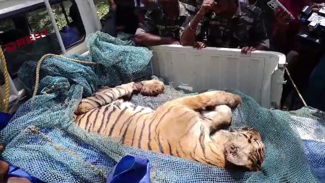 Kerala news tiger that entered the village shot and captured by the ...