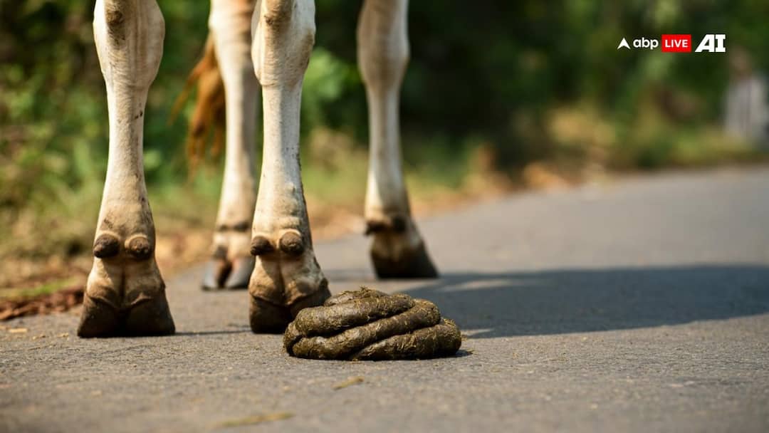 methane gas from cow dung used for gas stove to train japan making ...