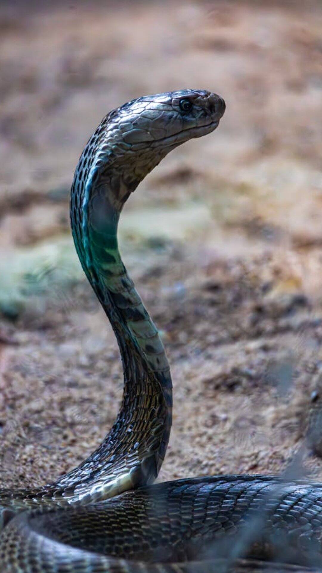 24 घंटे में कितने घंटे सोते हैं सांप?