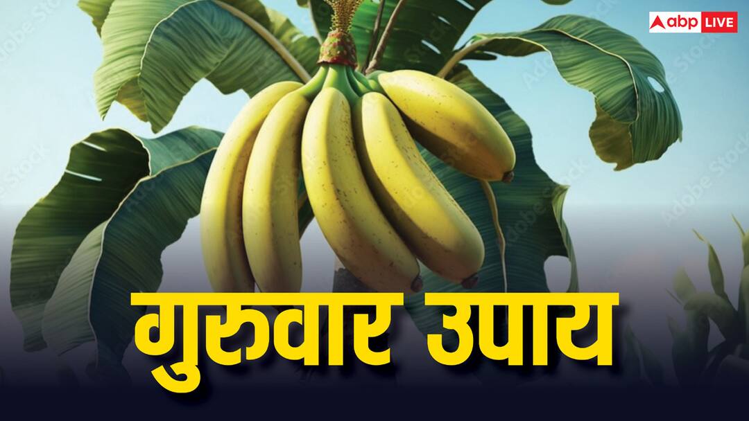 Guruwar Kele ki jad ke upay for good luck money prosperity | Guruwar Upay: केले की जड़ से जुड़ा ...
