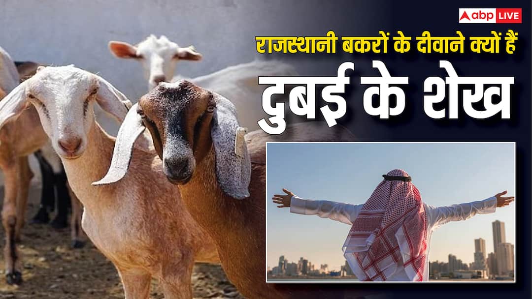 Rajasthani goat huge demand in dubai on bakrid why dubai shaikh love ...