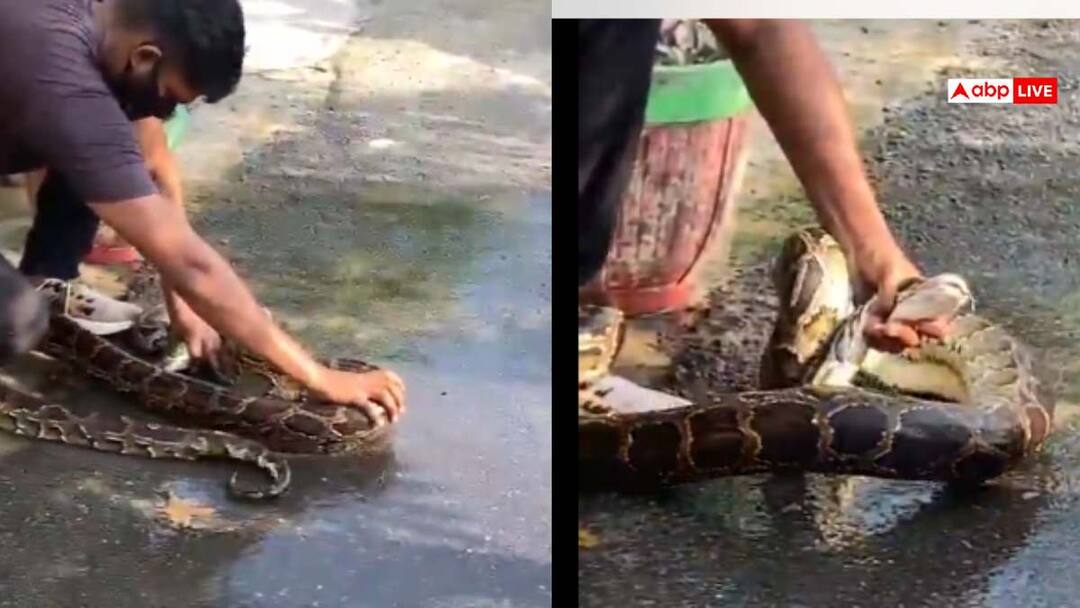 A 10 feet long python was found in a colony in Bulandshahr city of UP ...