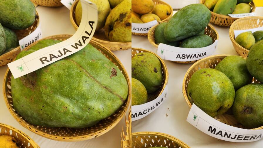 Khas-e-Aam Mango Festival started in Delhi 515 varieties of mangoes ...