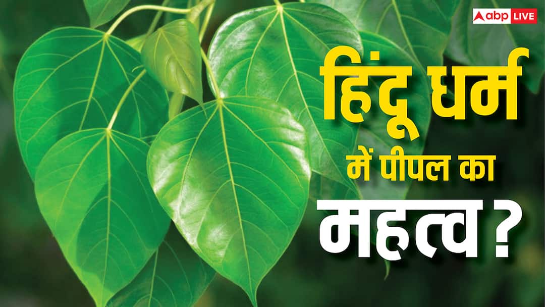 पीपल के पेड़ का रहस्य! जानिए धार्मिक और वैज्ञानिक दृष्टिकोण से इसका ...