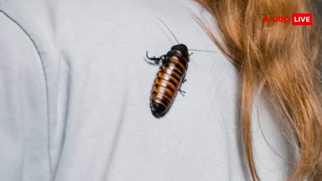 कॉकरोच बाइट के लक्षण, इलाज और घरेलू उपाय, जानिए पूरी जानकारी ...