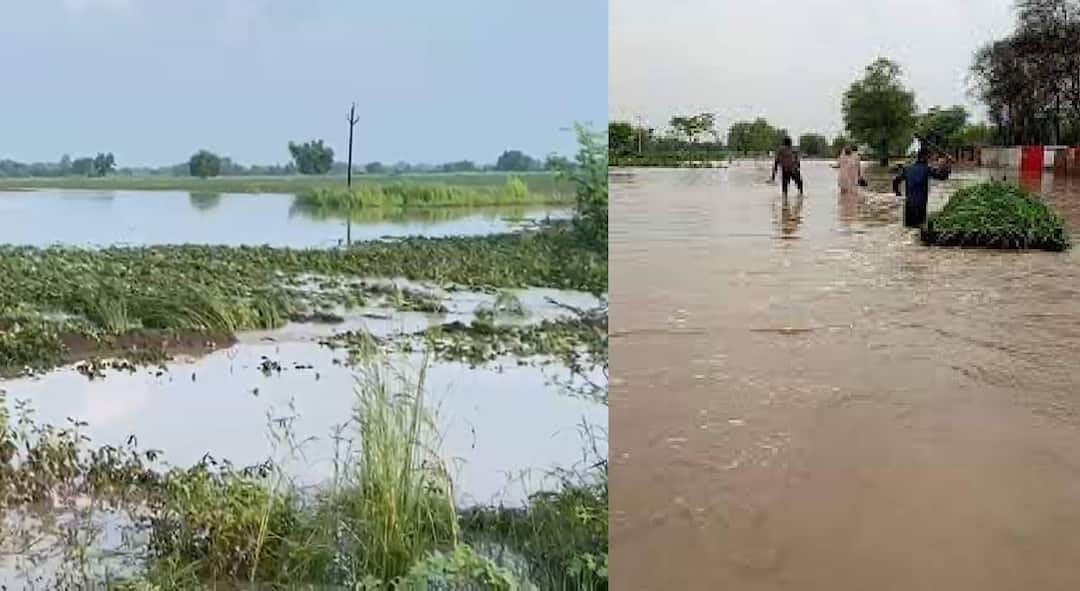 Maharashtra Heavy Rain : विदर्भ, मराठवाड्यात पावसाचा हाहाकार; तेरणा नदीला पूर, तुळजापूर–सोलापूर ...