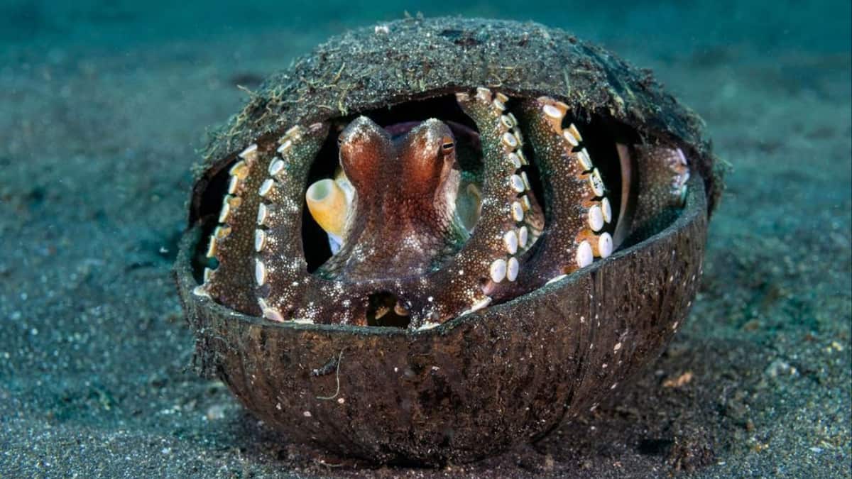 World Octopus Day 2025: 10 Incredible Facts About The Ocean’s Most ...